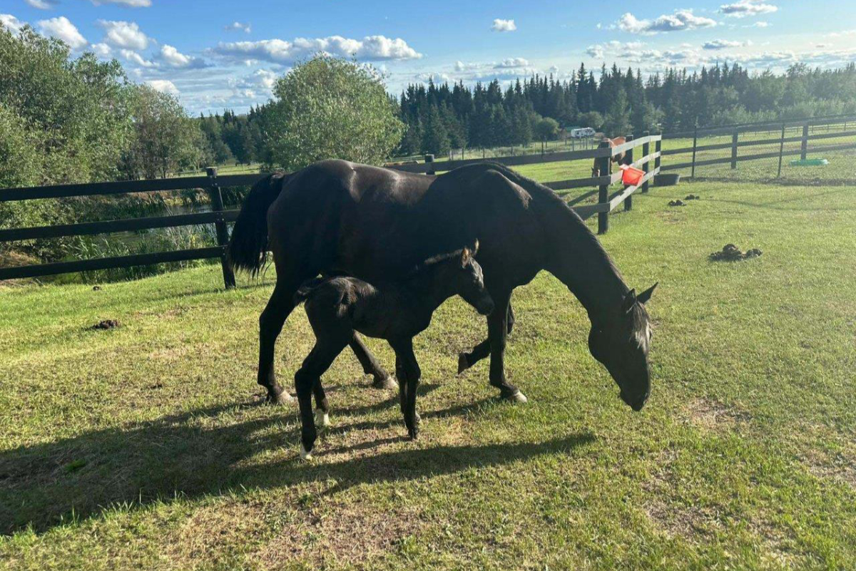 Pregnant mare found on side of B.C. logging road gives birth to foal ...