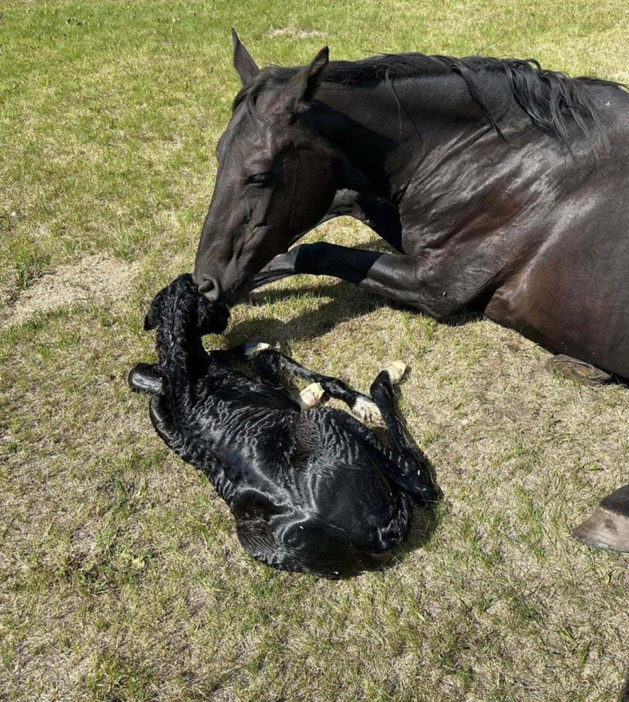 Pregnant mare found on side of B.C. logging road gives birth to foal ...