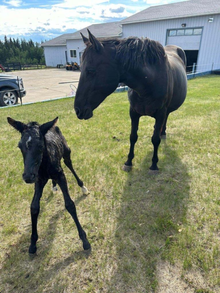 Pregnant mare found on side of B.C. logging road gives birth to foal ...