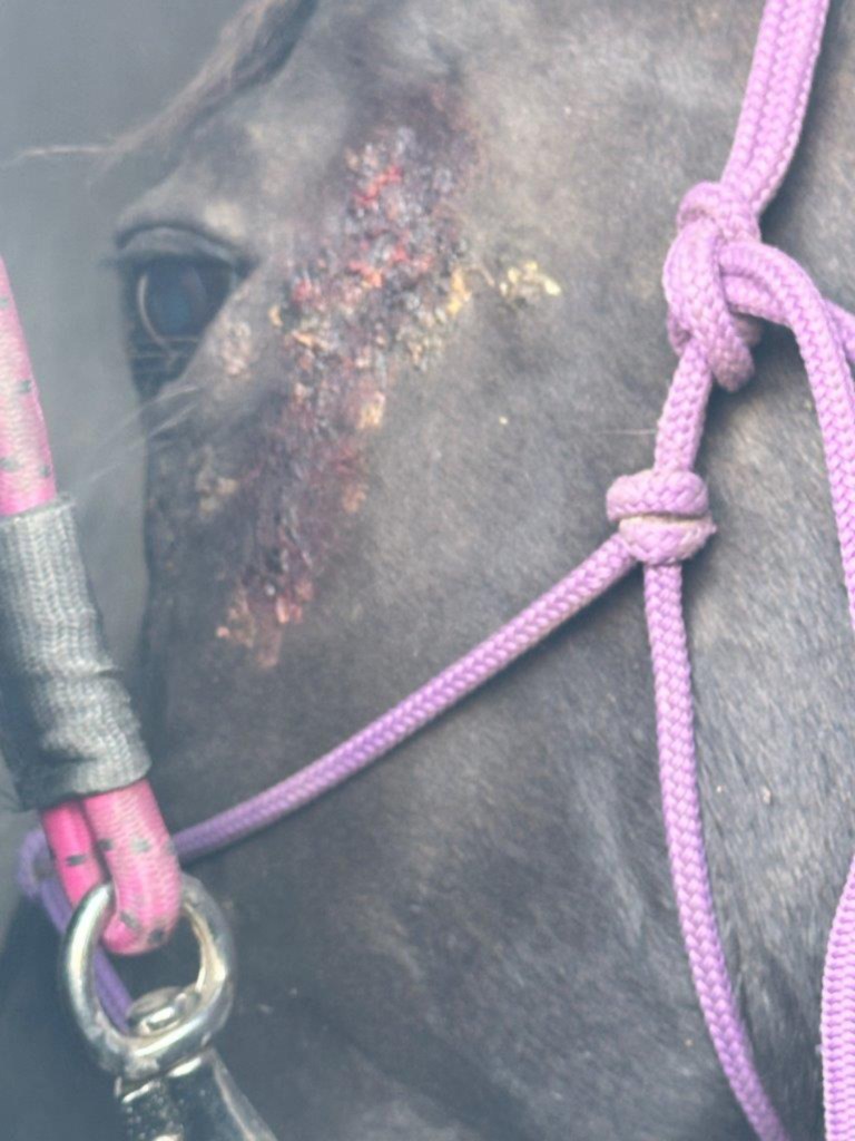 Pregnant mare found on side of B.C. logging road gives birth to foal ...