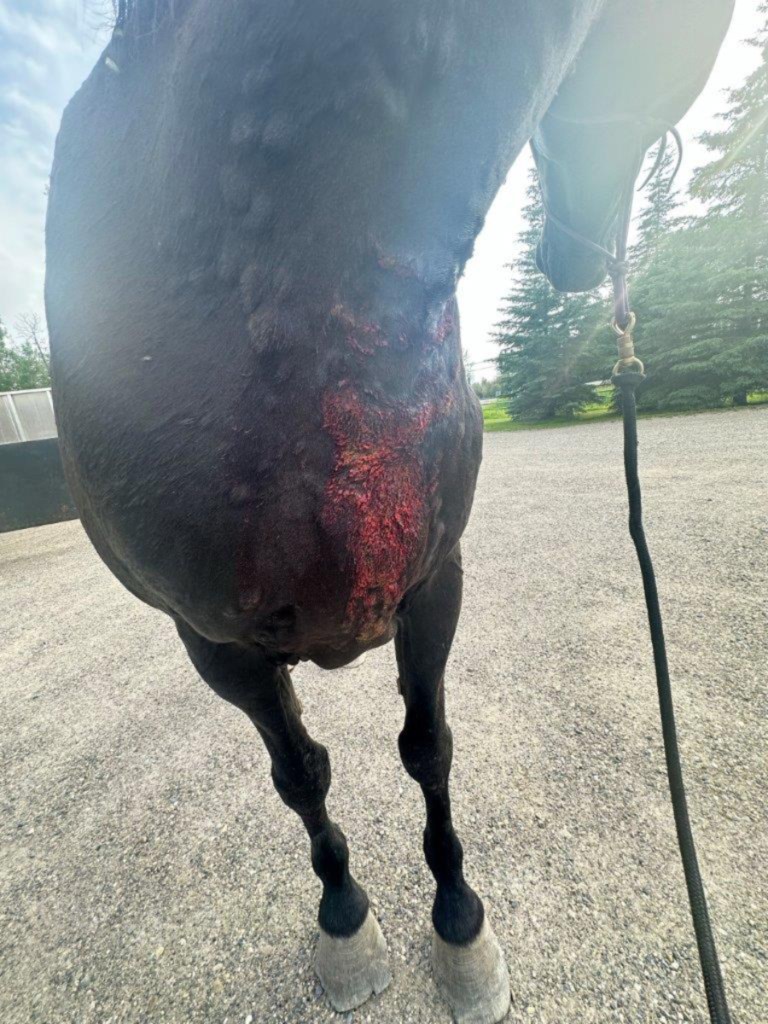 Pregnant mare found on side of B.C. logging road gives birth to foal ...