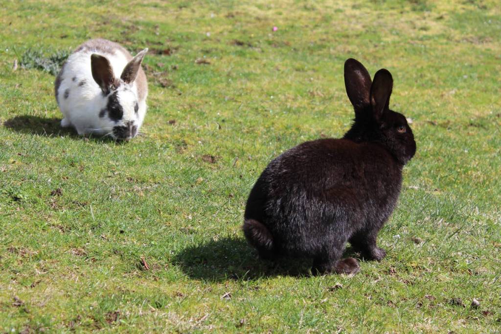 Government warns of possible re-emergence of rabbit disease on the ...
