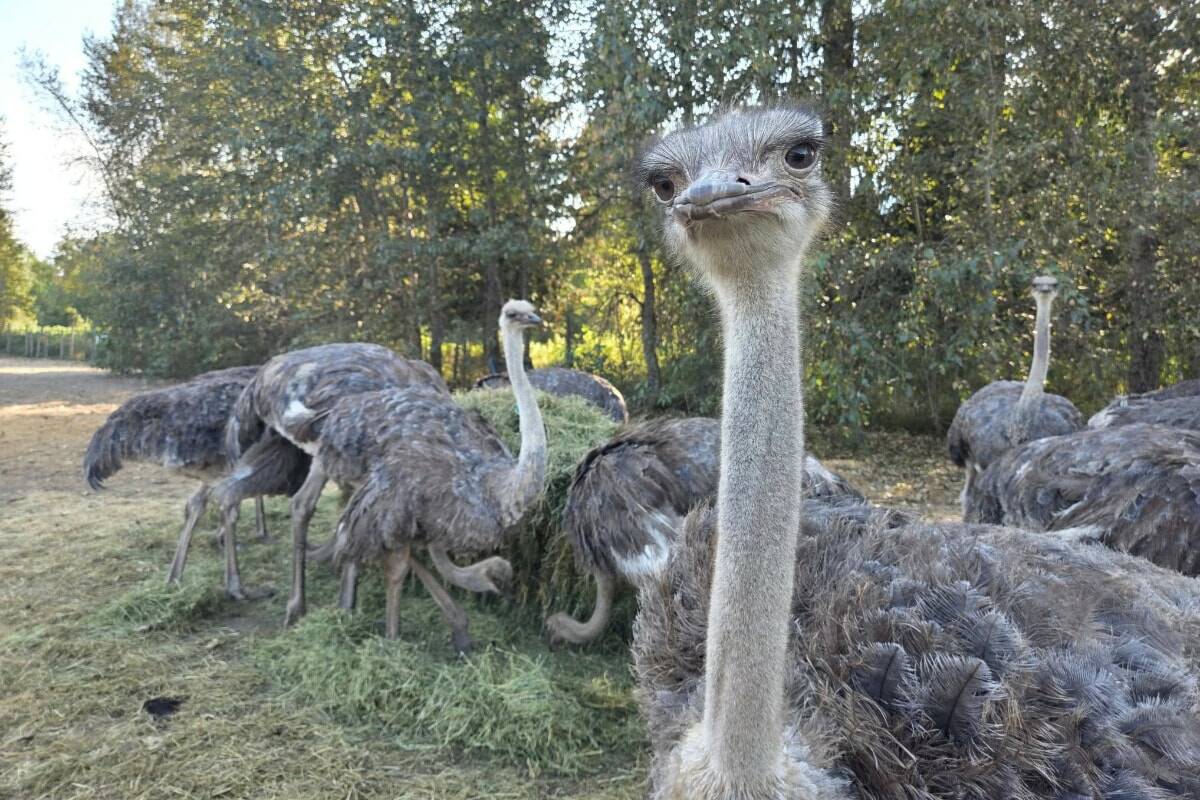 Animal justice demands review of CFIA ostrich shootings in B.C ...