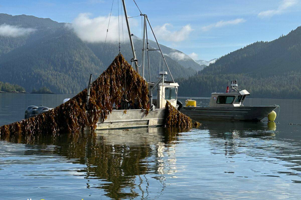 Tsawout First Nation finds ‘increments of hope’ in kelp farming ...