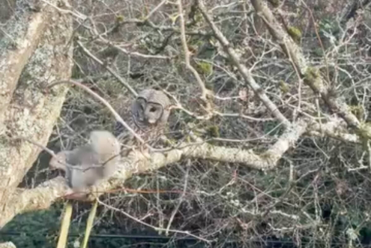 VIDEO: Predator and prey at play in a Saanich tree | Goldstream News ...