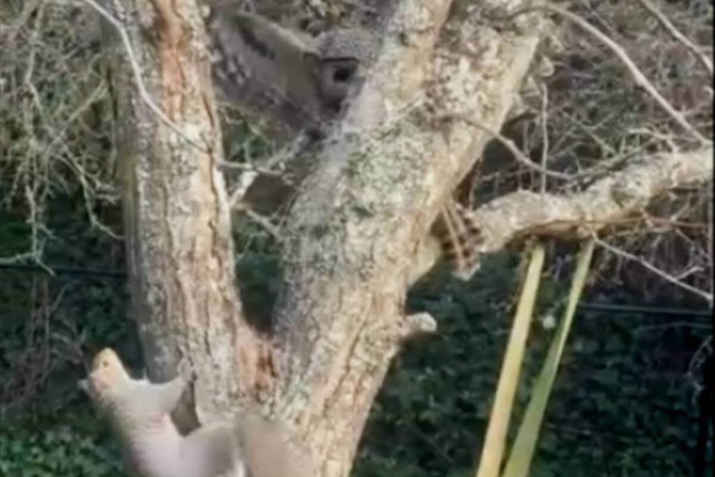 VIDEO: Predator and prey at play in a Saanich tree | Goldstream News ...